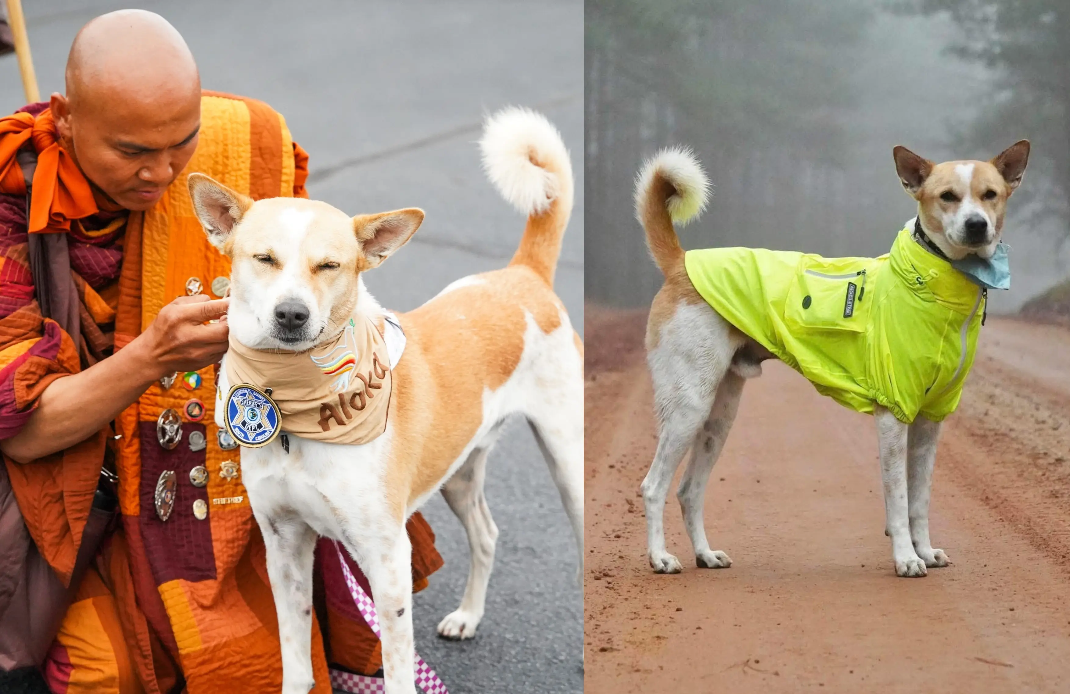 What happened to Aloka the Peace Dog? Breed and all about the companion ...