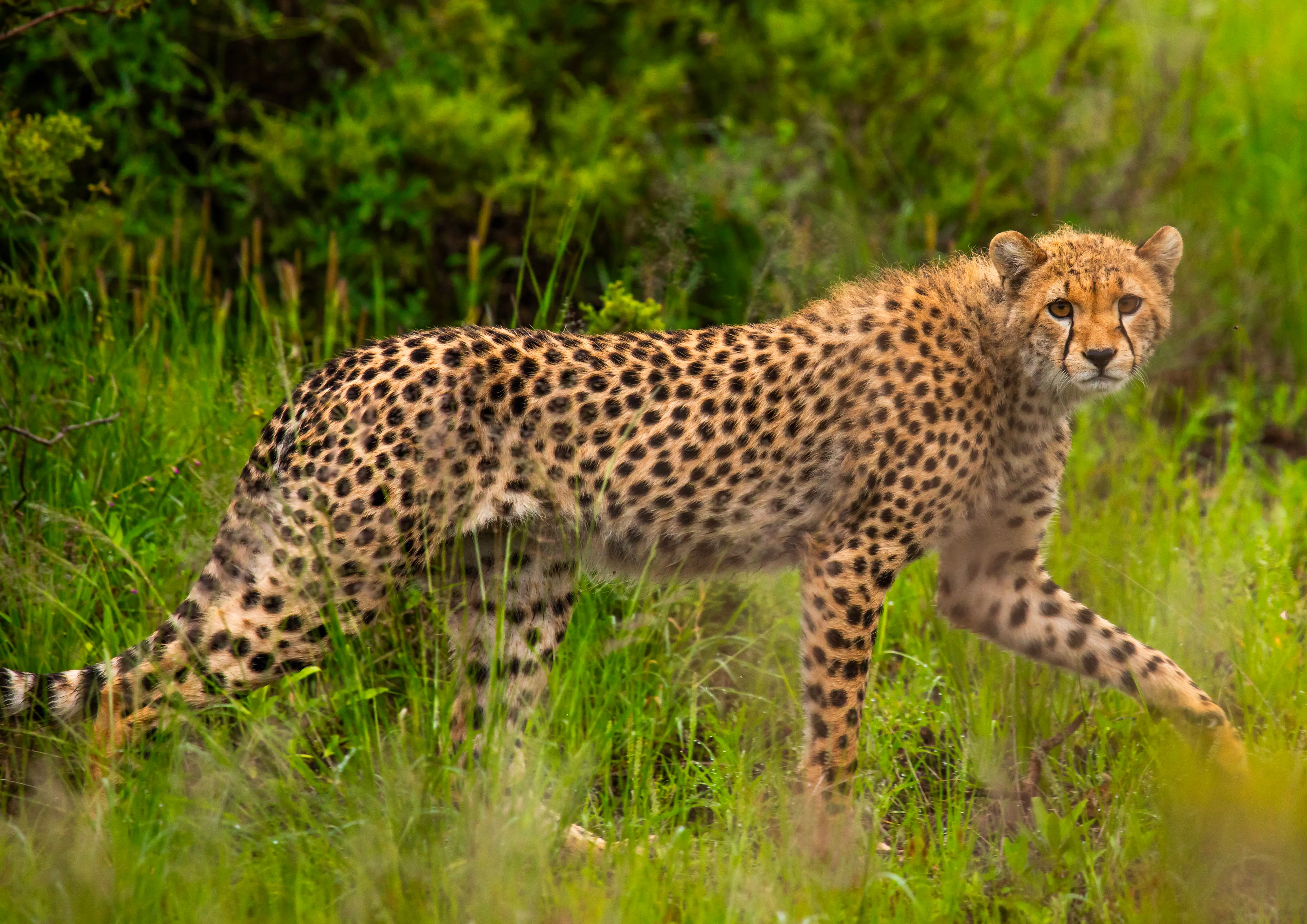 Mummified cheetahs discovered in Saudi caves could aid modern ...