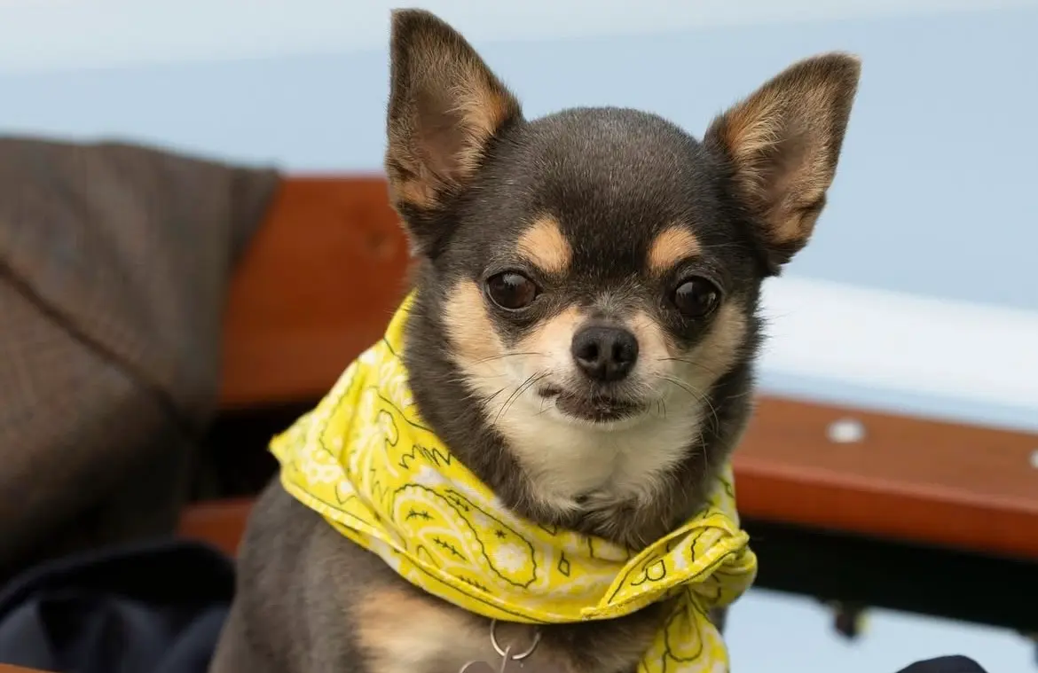 Who is Betty on Will Trent? Everything to know about the chihuahua in ...