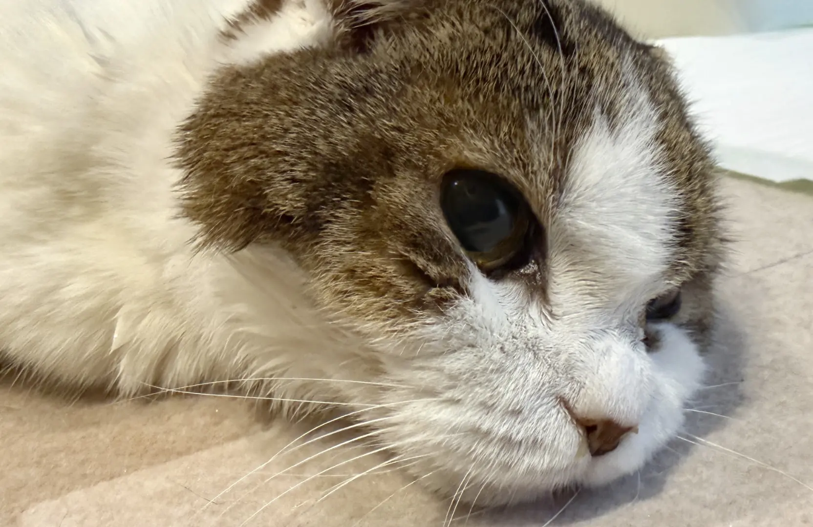 Fukurashi, the beloved cat of Super Smash Bros. Ultimate maker Masahiro ...