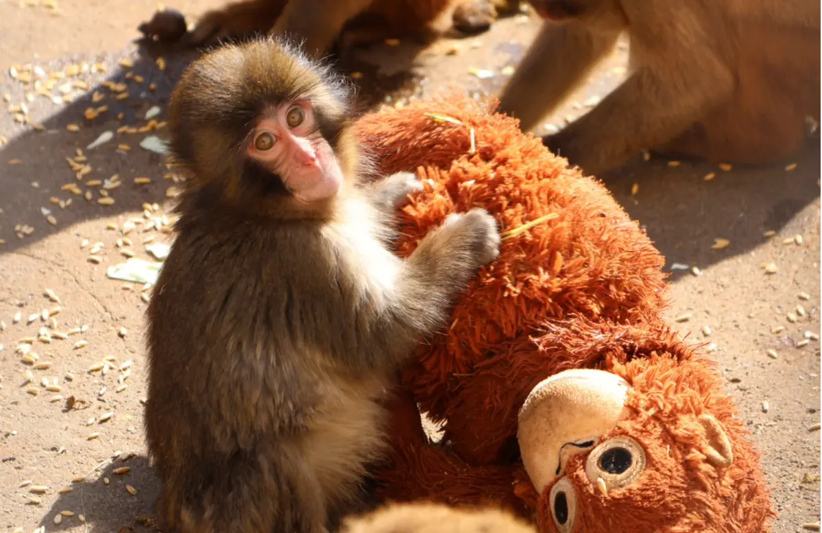 What monkey is Punch? Everything to know about the viral baby monkey ...