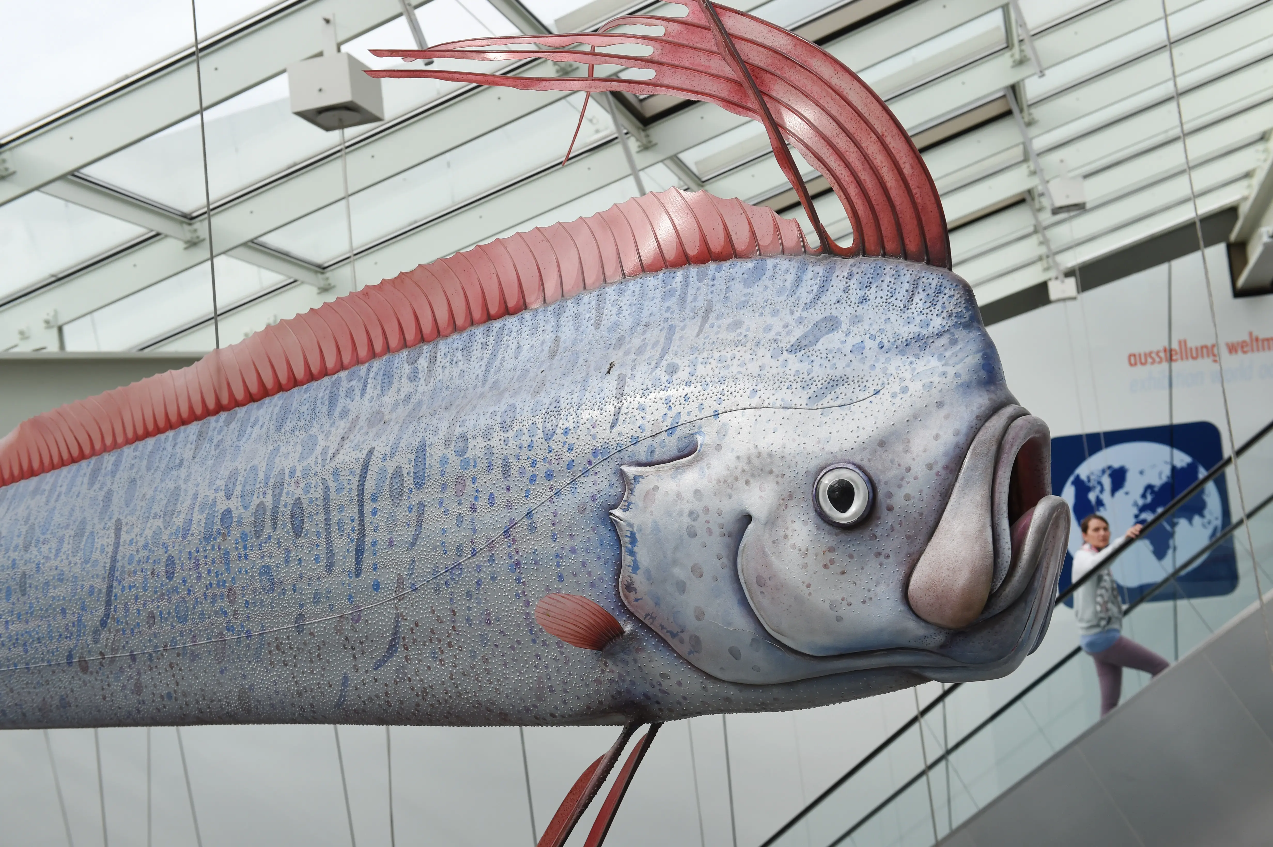 Why is Mexico’s viral “doomsday fish” sighting freaking people out amid ...