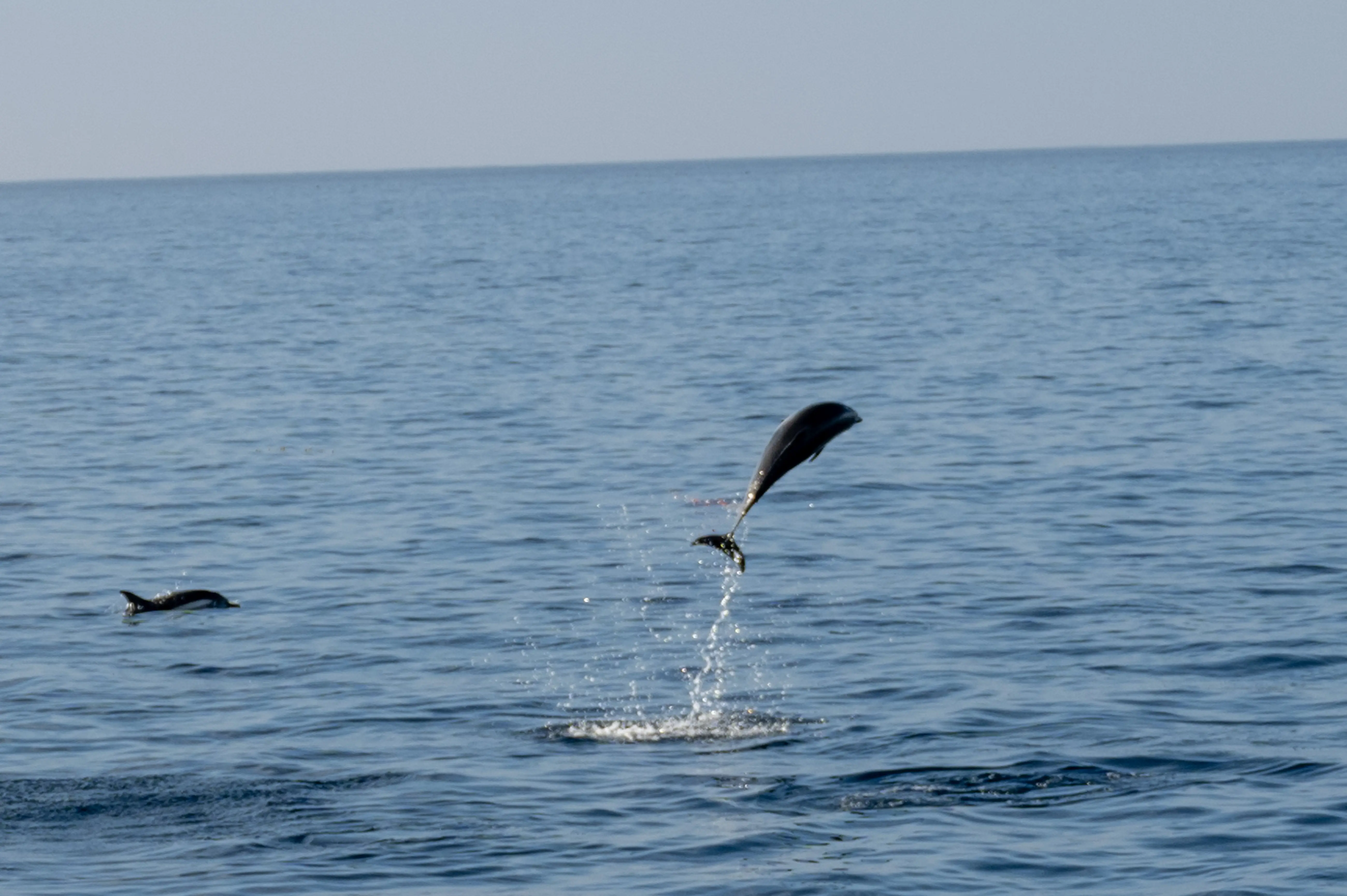 Is Gerald the Dolphin real? Florida man Ricky James Hollowell kidnapped ...