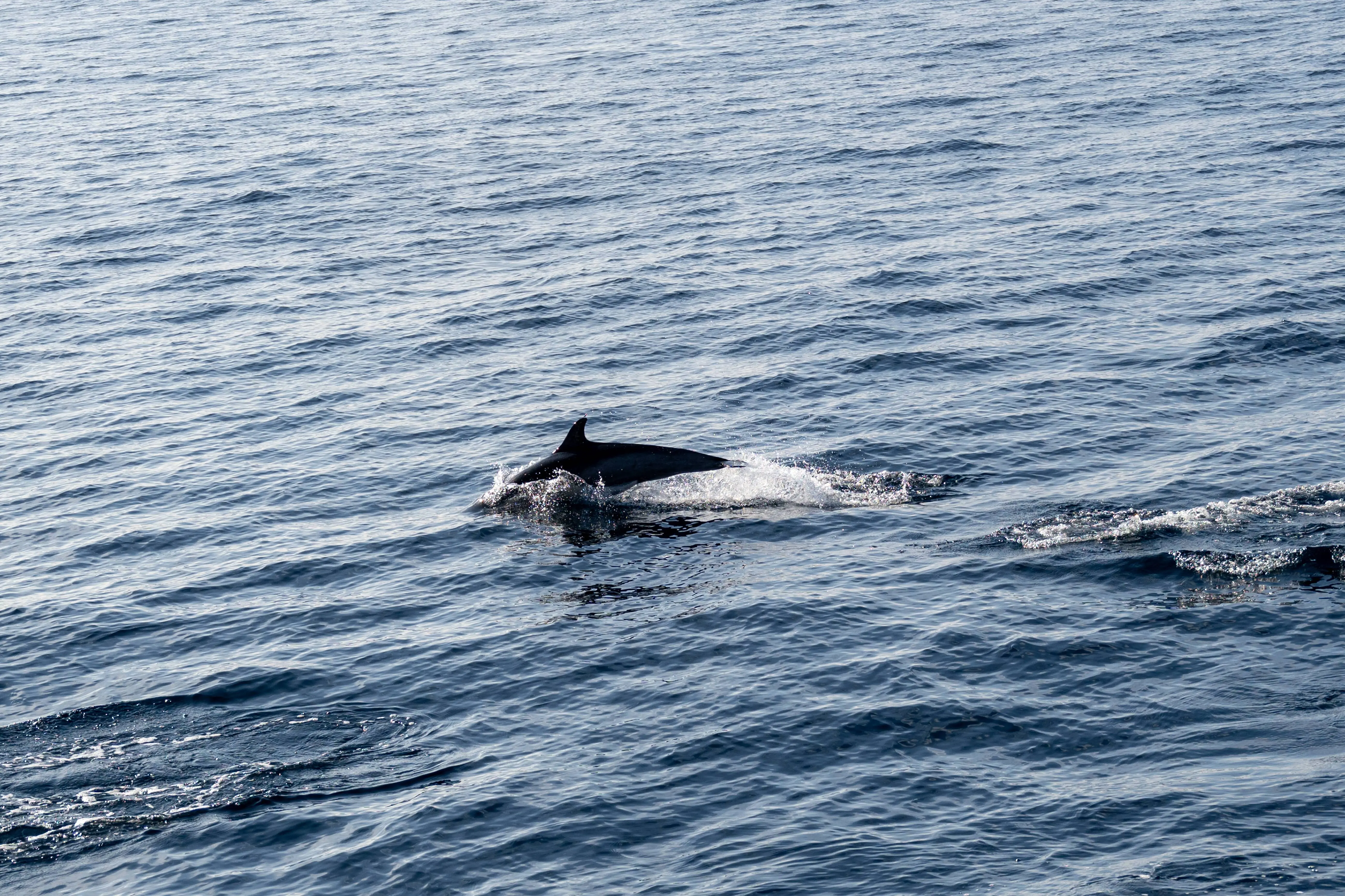 Is the dolphin kidnapping Florida man story real or fake? Viral Ricky ...