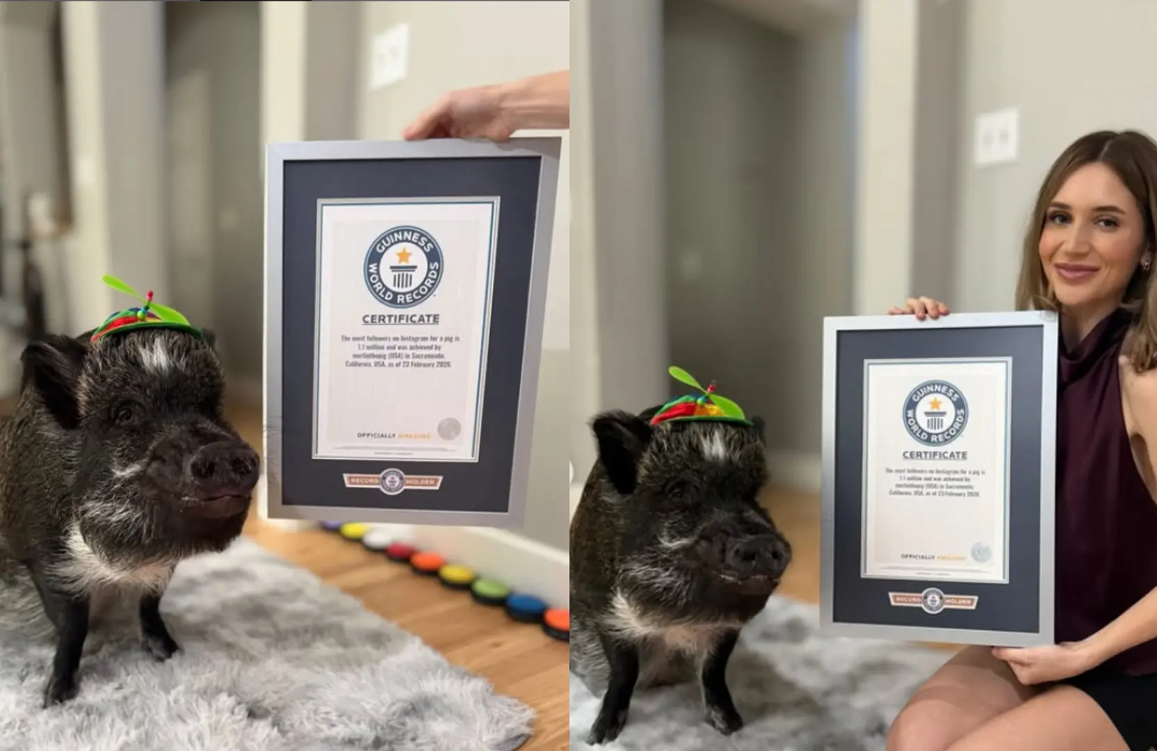 Who is Merlin the pig? All about the Guinness World Record holder ...