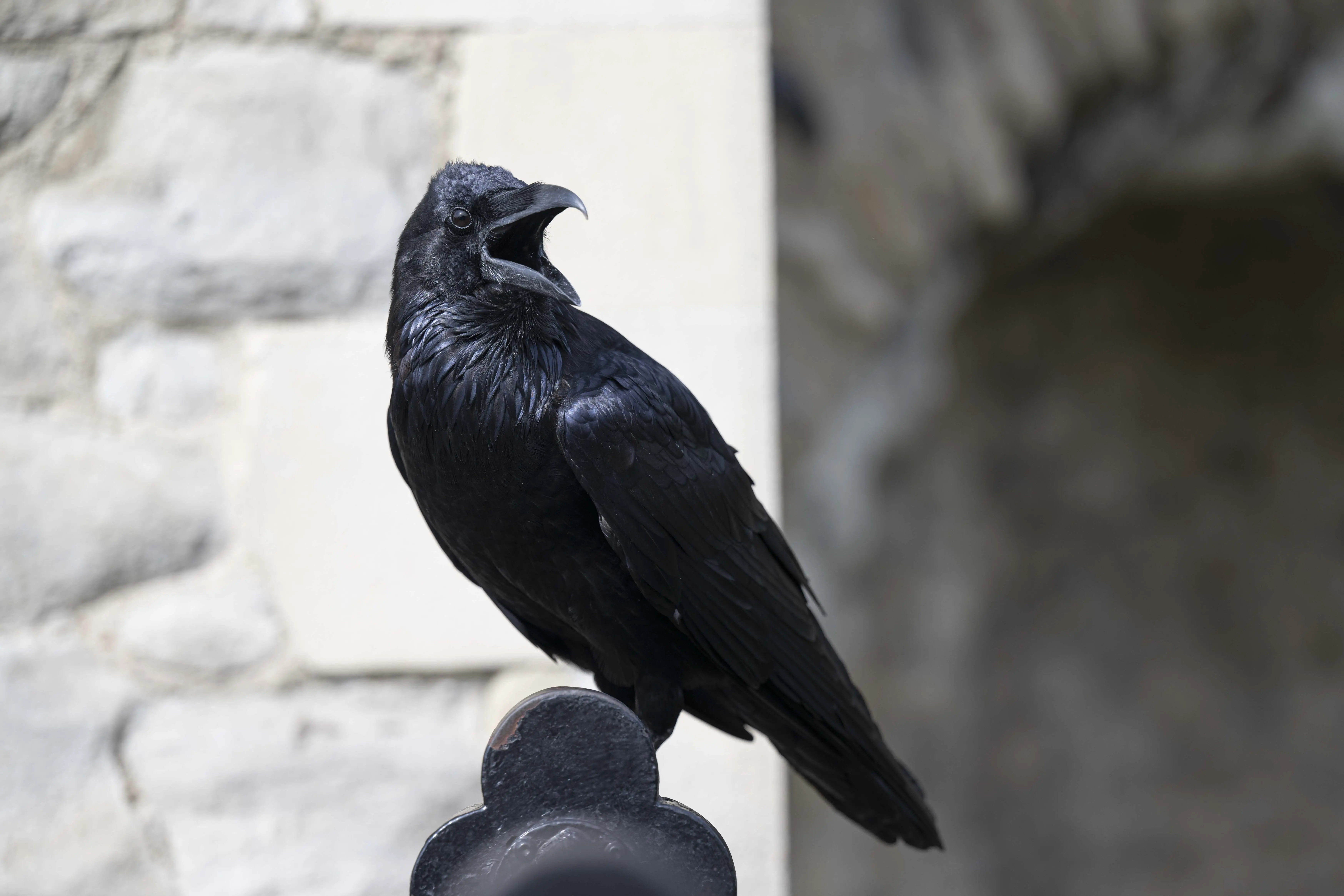 What does crows circling an area mean spritually? Massive flock over ...