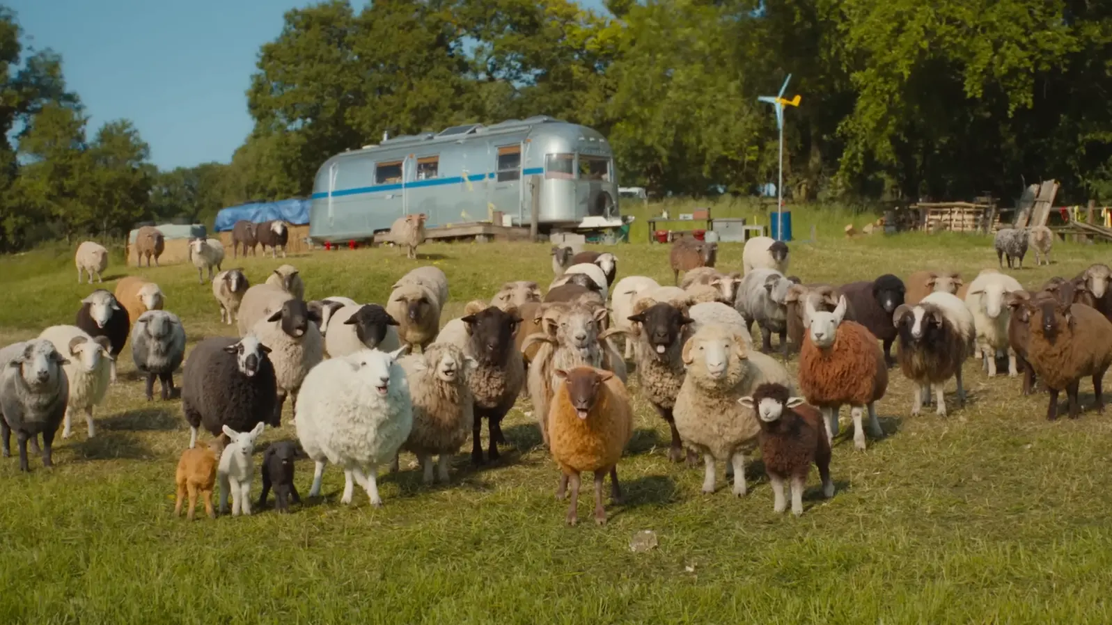 Where Was The Sheep Detectives Filmed All Filming Locations Revealed