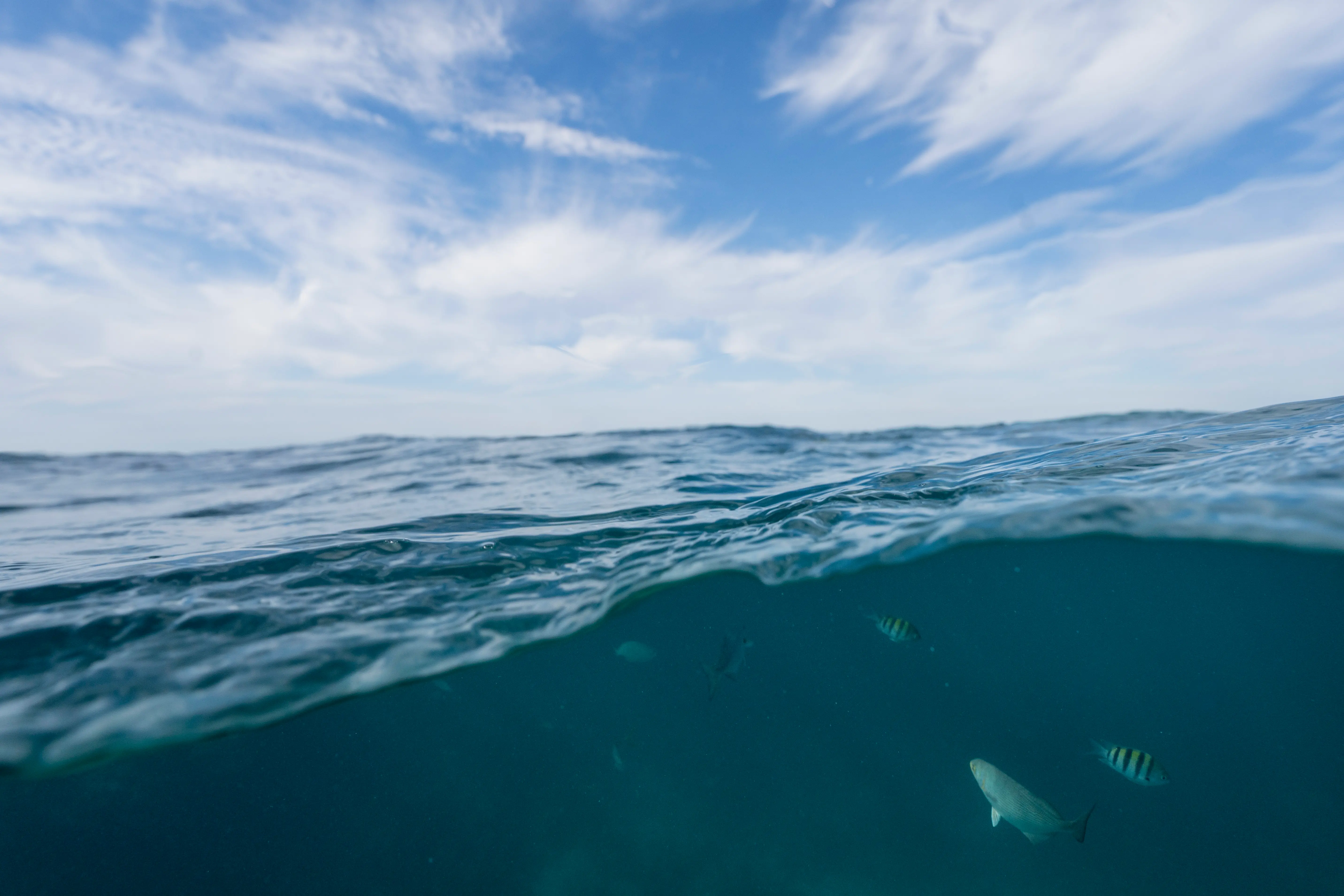 Who was Steven Mattaboni? Horseshoe Reef shark attack victim described ...