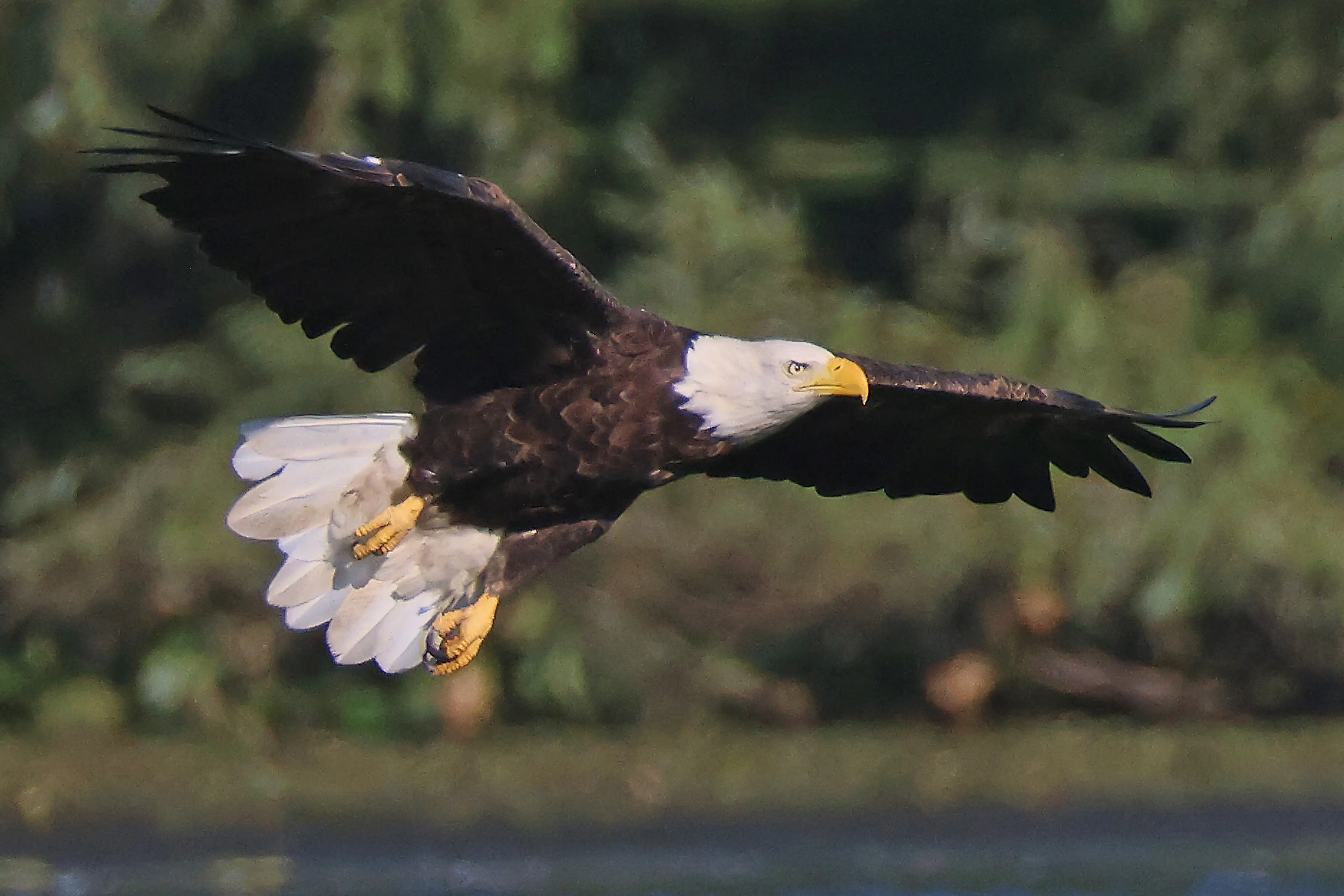 Why does a Eagle Death Spiral happen? Reason explained as viral video ...