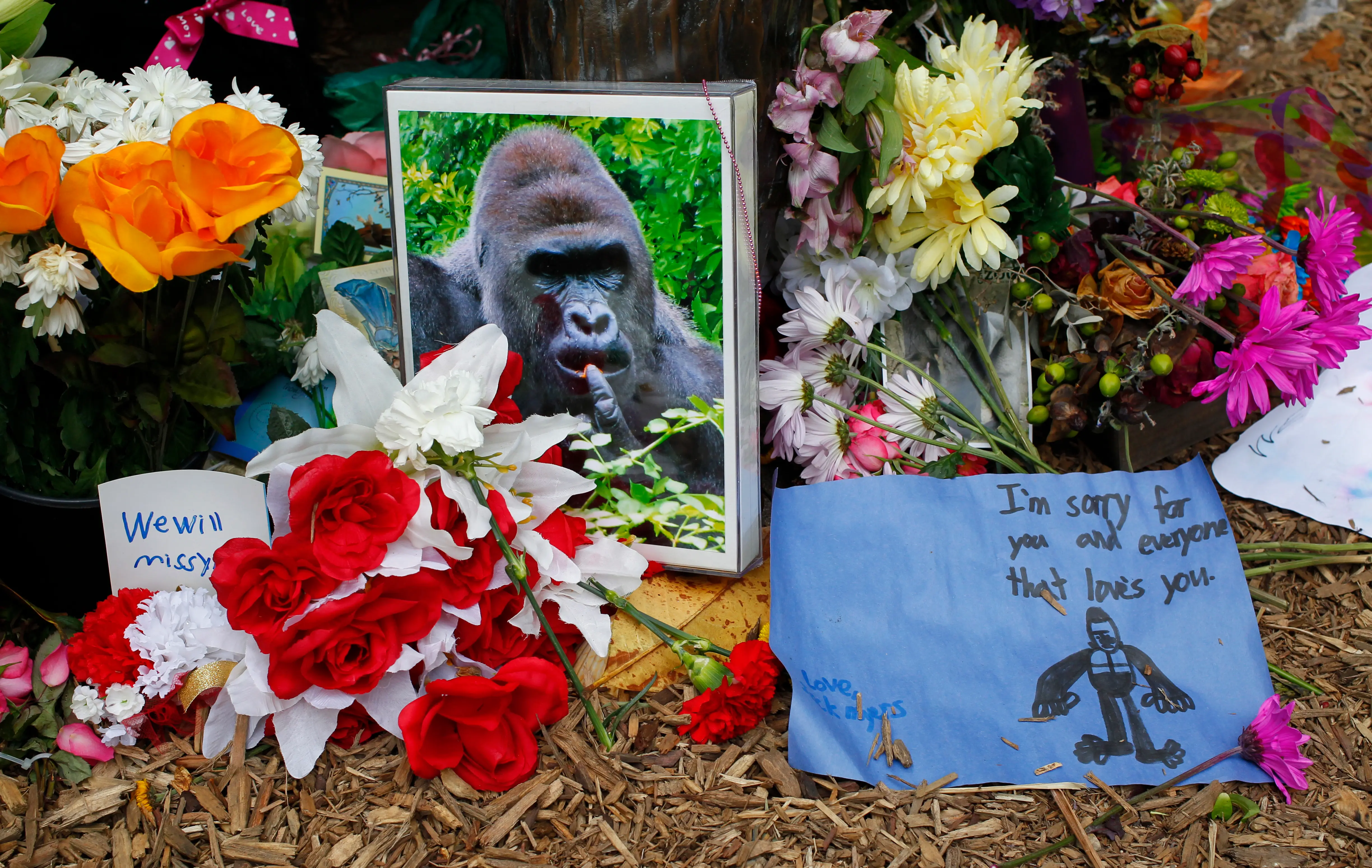 Did Harambe hurt the kid? Inside Michelle Gregg controversy that led to ...
